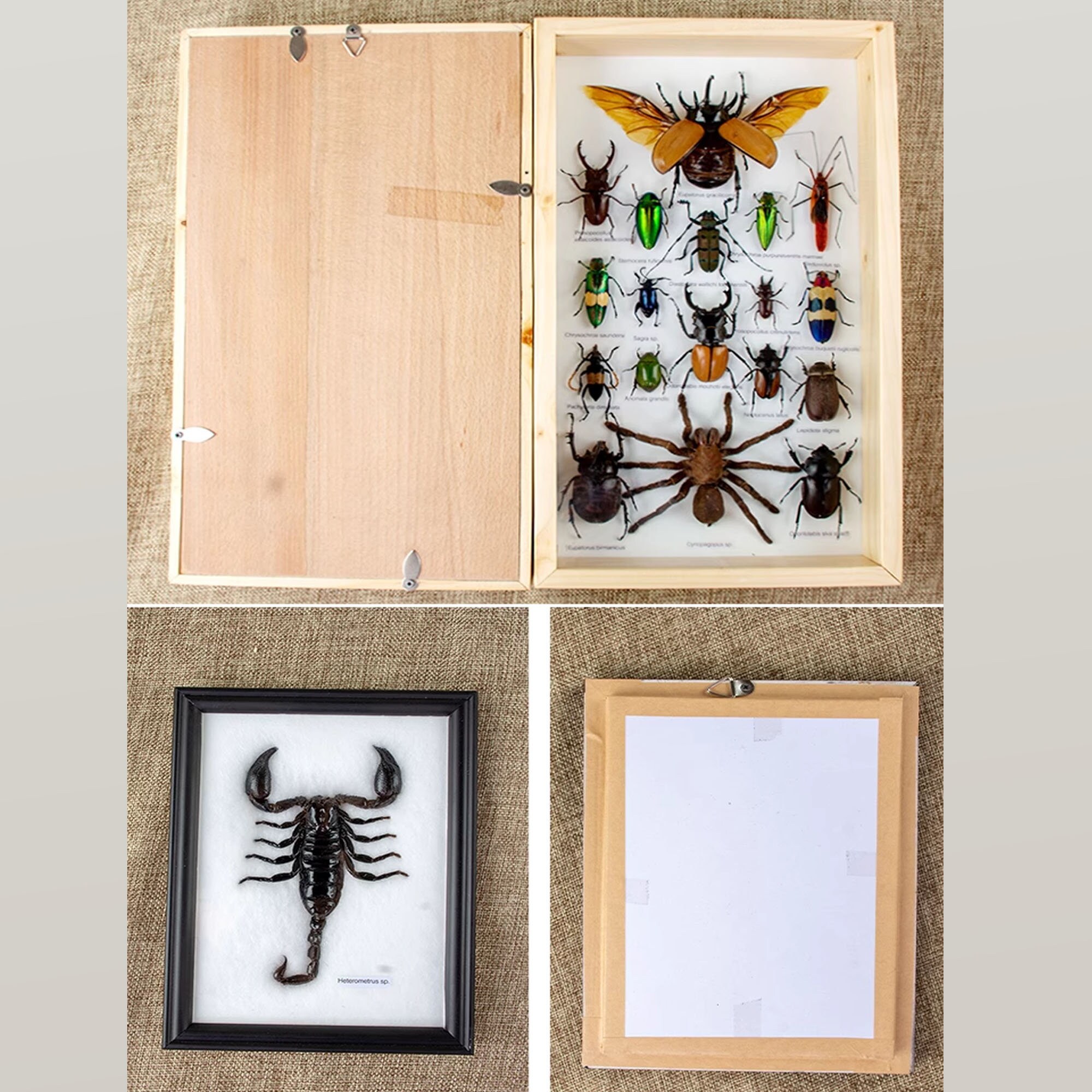 Real Insect Specimen Set, Set Mix Beetle Insect Taxidermy Entomology ...