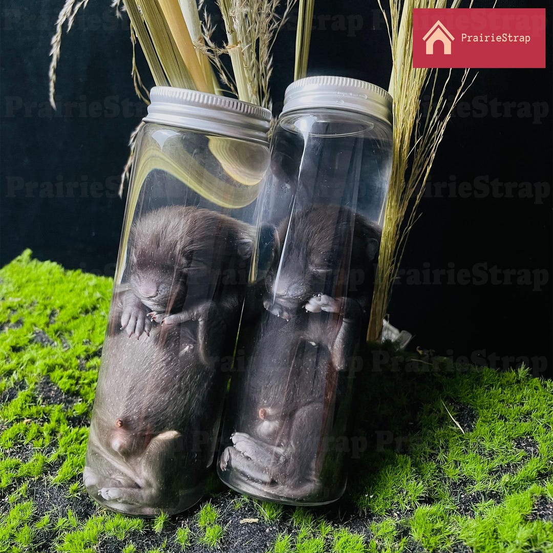 Baby Fox Specimen in Liquid, Cute Fox (lace Strap Glass Jar), Taxidermy ...