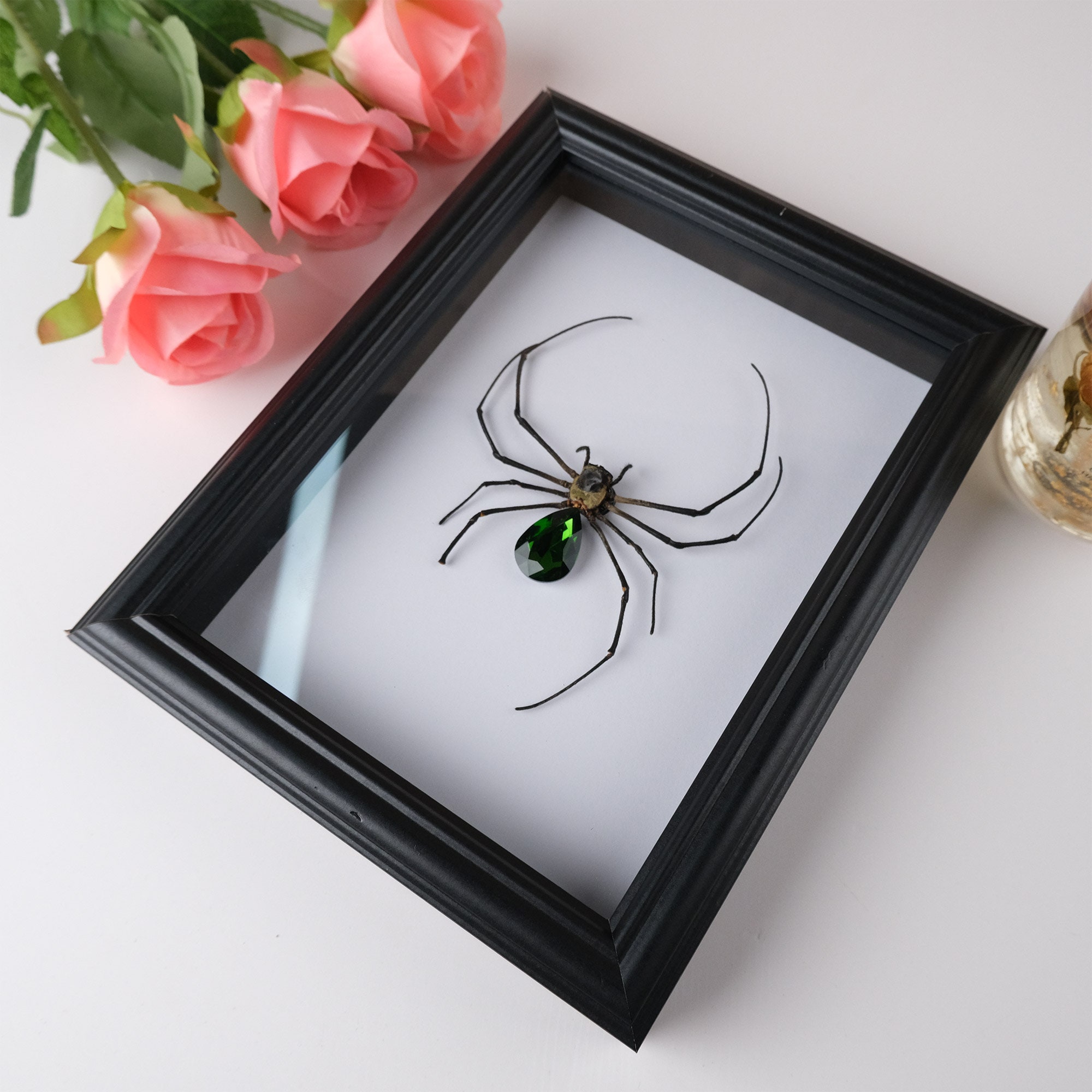 Spider Specimen, Real Spider Specimen in Black/white Frame, Insect ...