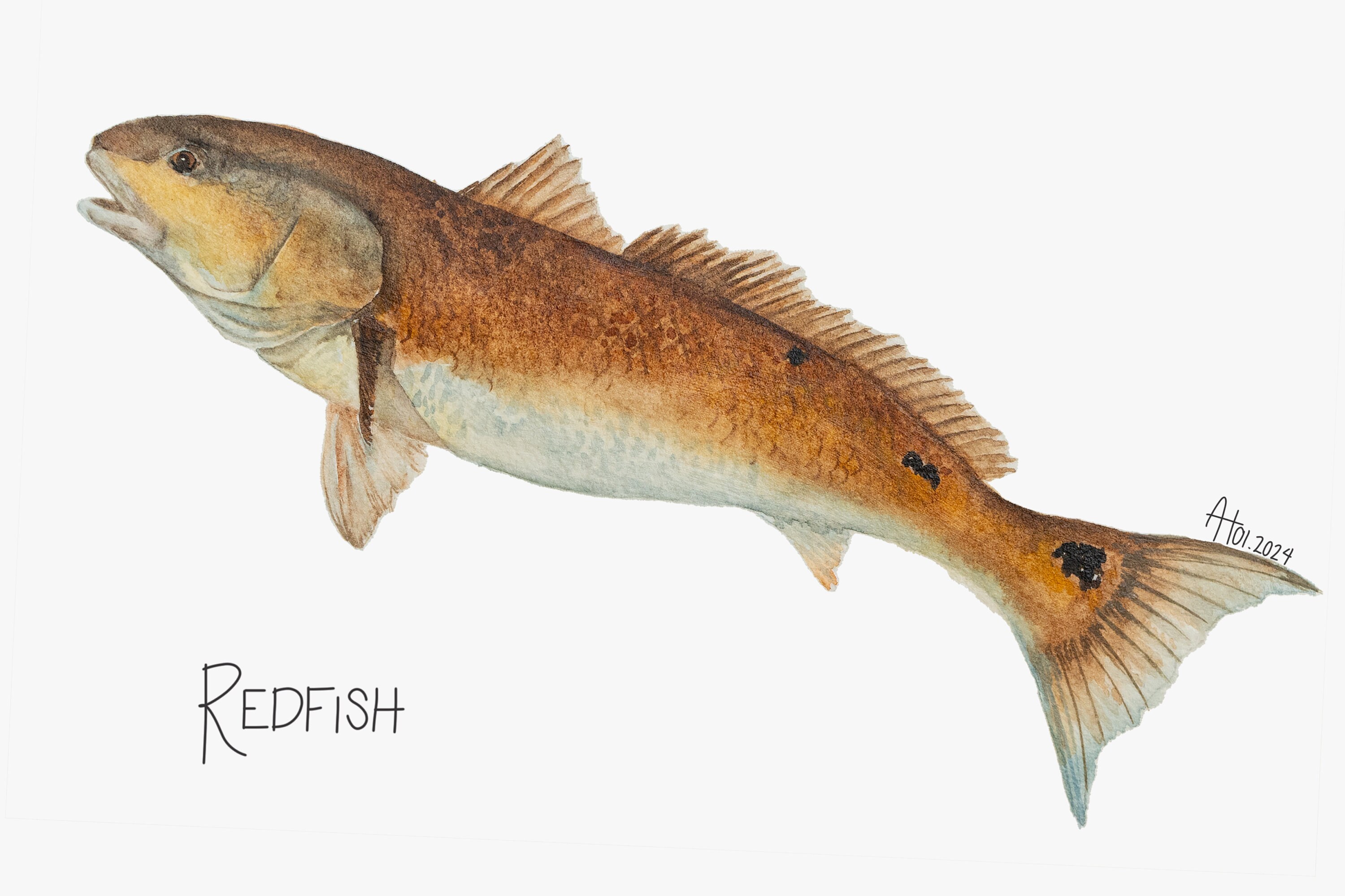 Redfish With Three Spots Watercolor Print - Etsy