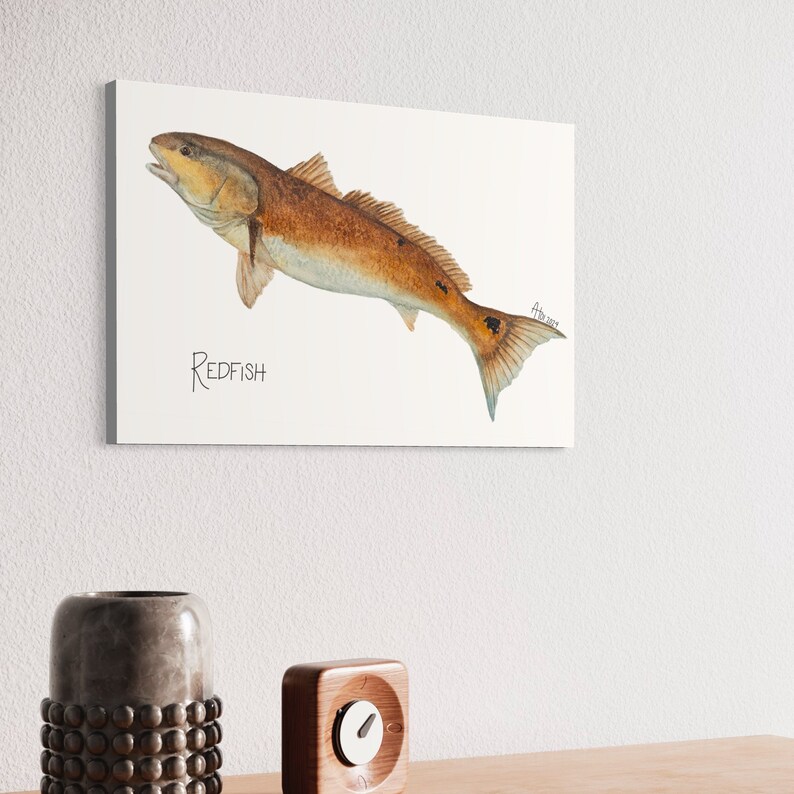 Redfish With Three Spots Watercolor Print - Etsy