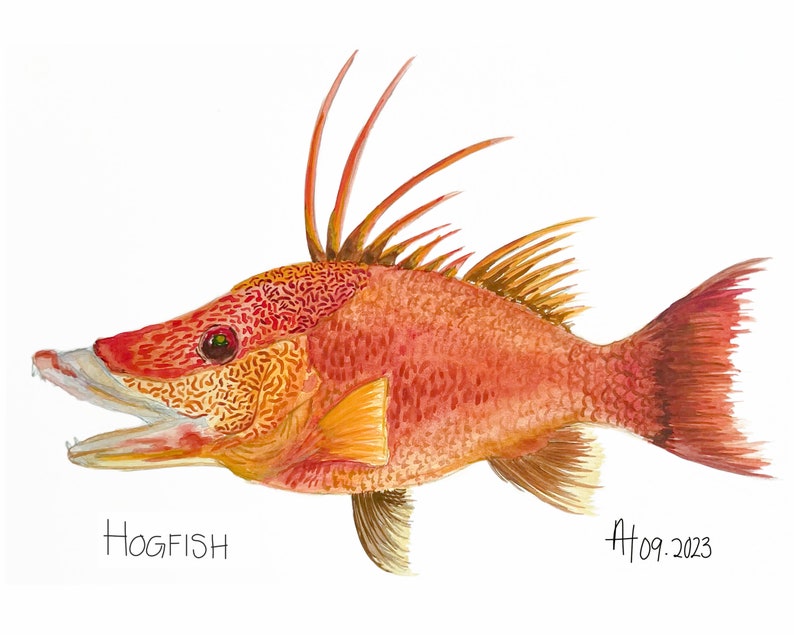 Hogfish Watercolor Print - Etsy