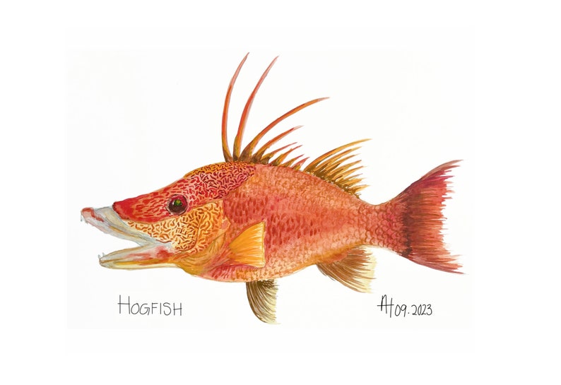 Hogfish Watercolor Print - Etsy