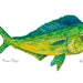 Mahi-mahi Watercolor Print 9" X 12" - Etsy