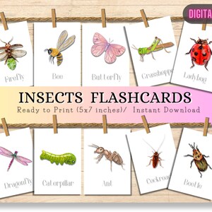 16 Insects Flashcards, Montessori Cards, Printable Flashcards ...