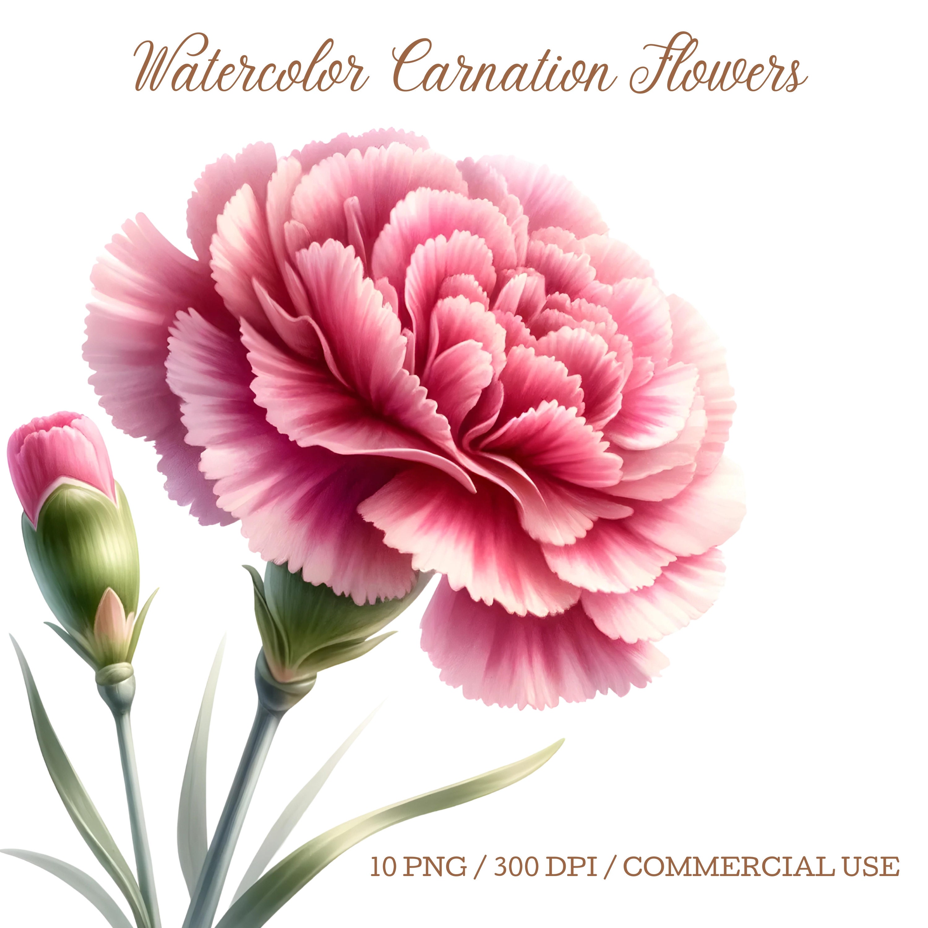 Watercolor Carnation Flowers Clipart, Set of 10, Carnation Floral ...