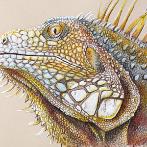 Iguana - Original Colored Pencil Drawing by Aaron Spong - Etsy