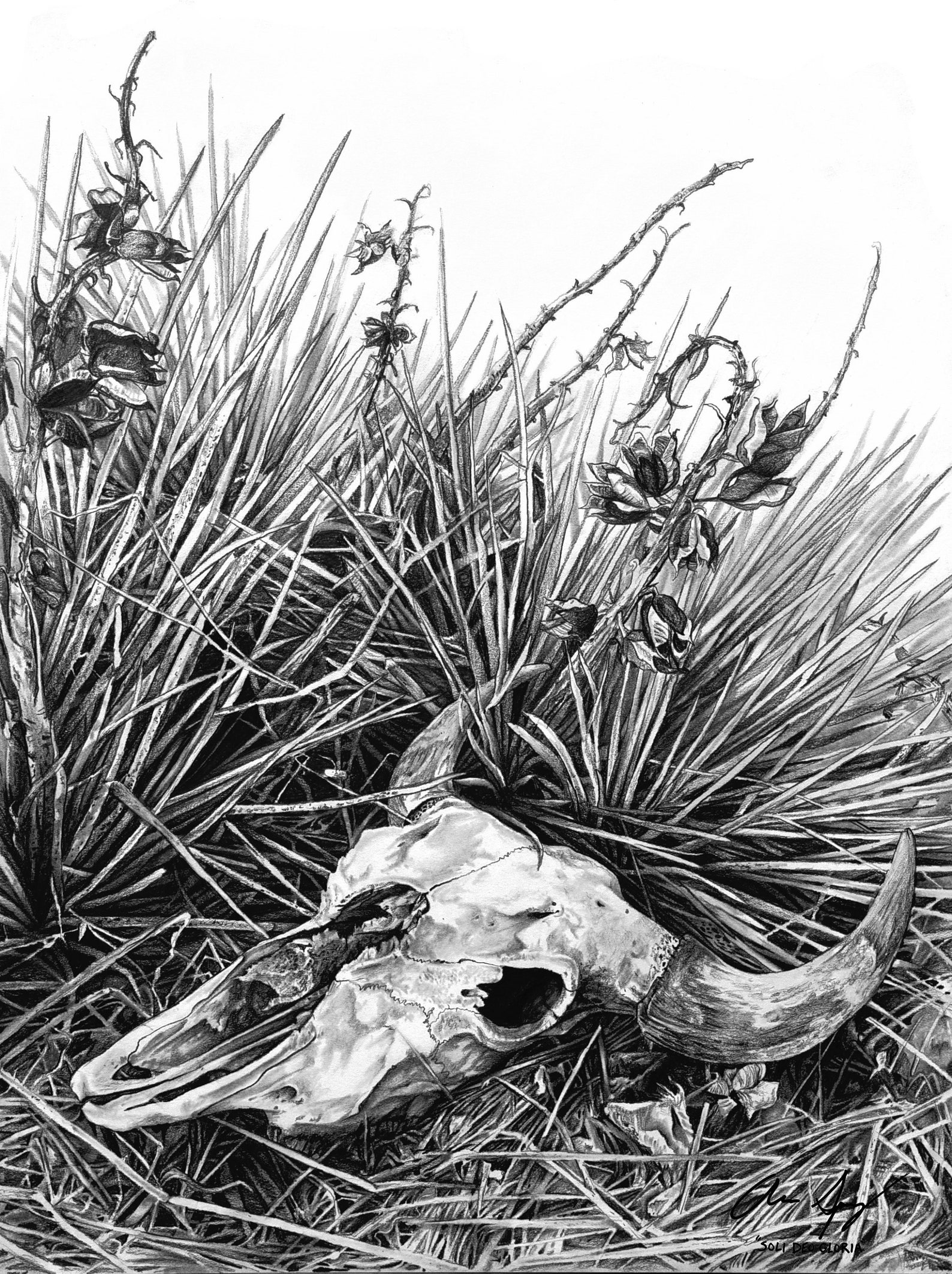 Bison Skull - Original Graphite Drawing - Etsy