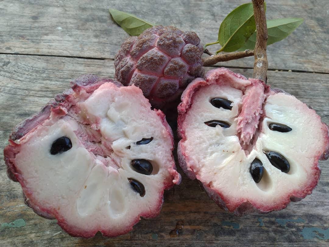 Grafted Red Sugar Apple Fruit Tree, Top Quality Fast Fruiting - Etsy