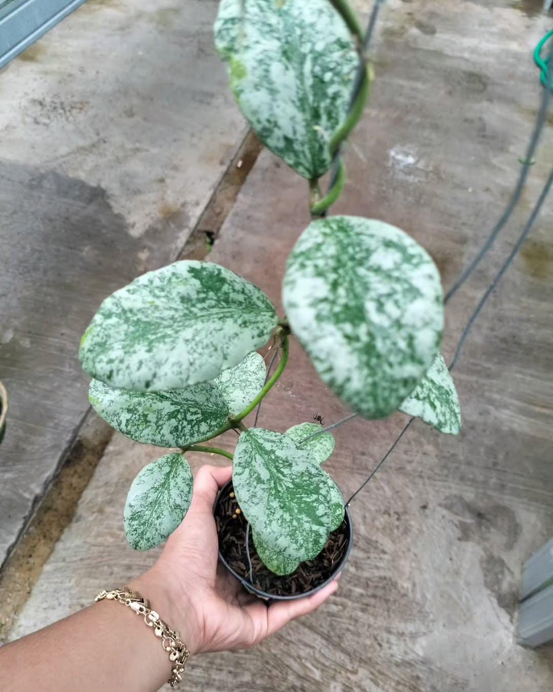 Hoya Waymaniae Cloudy Sky Unique Leaves Best Plant - Etsy