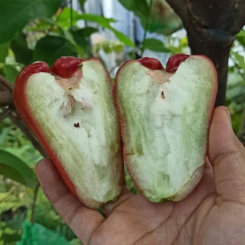 Grafted Water Apple Kusuma Red Fruit Tree, Top Quality Fast Fruiting - Etsy