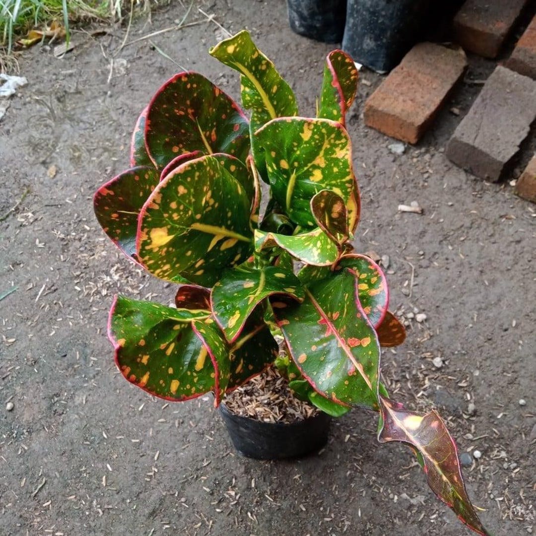 Codiaeum Variegatum Croton Apple Mars Tiger High Quality - Etsy UK