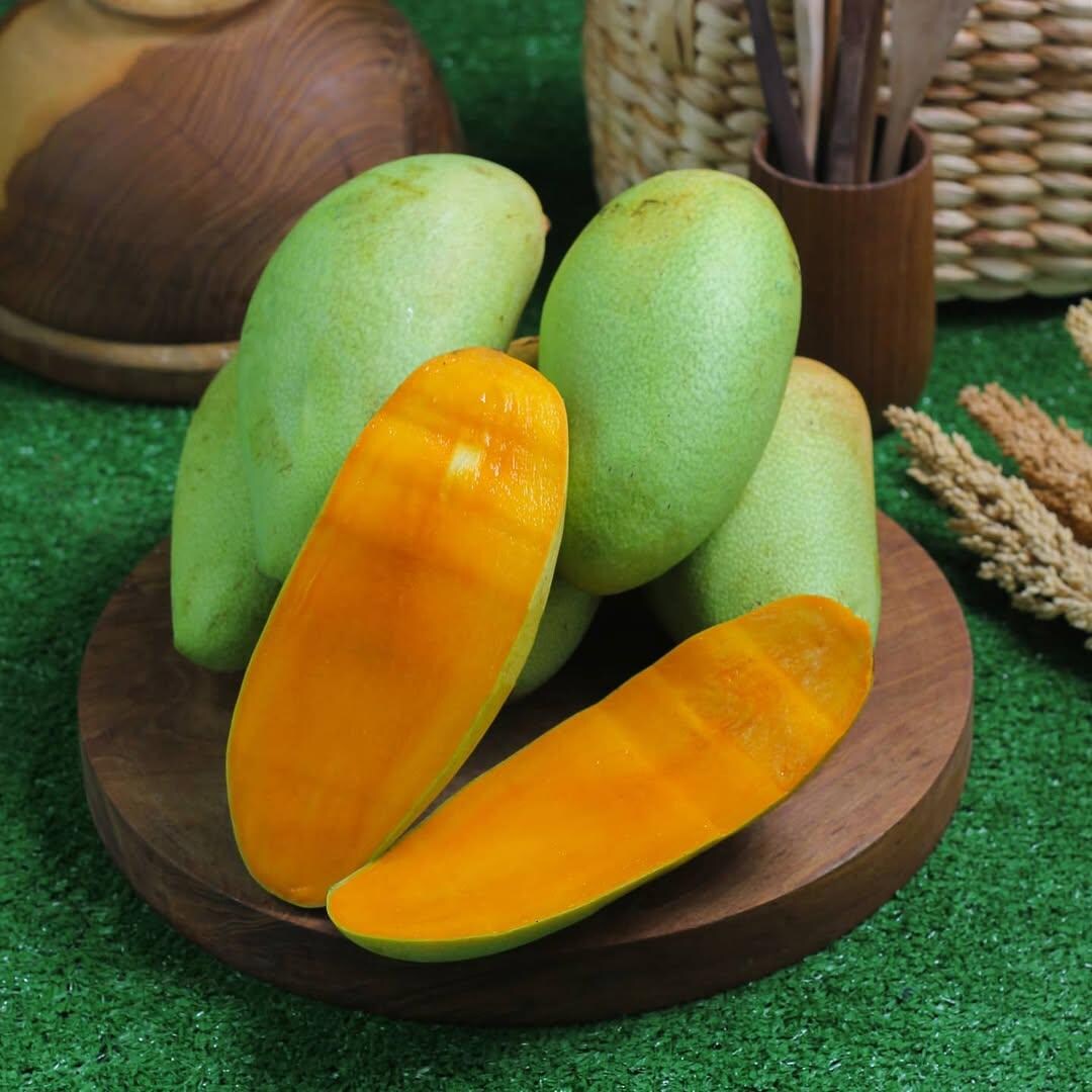 Grafted Mango Golek Fruit Tree, Top Quality Fast Fruiting - Etsy
