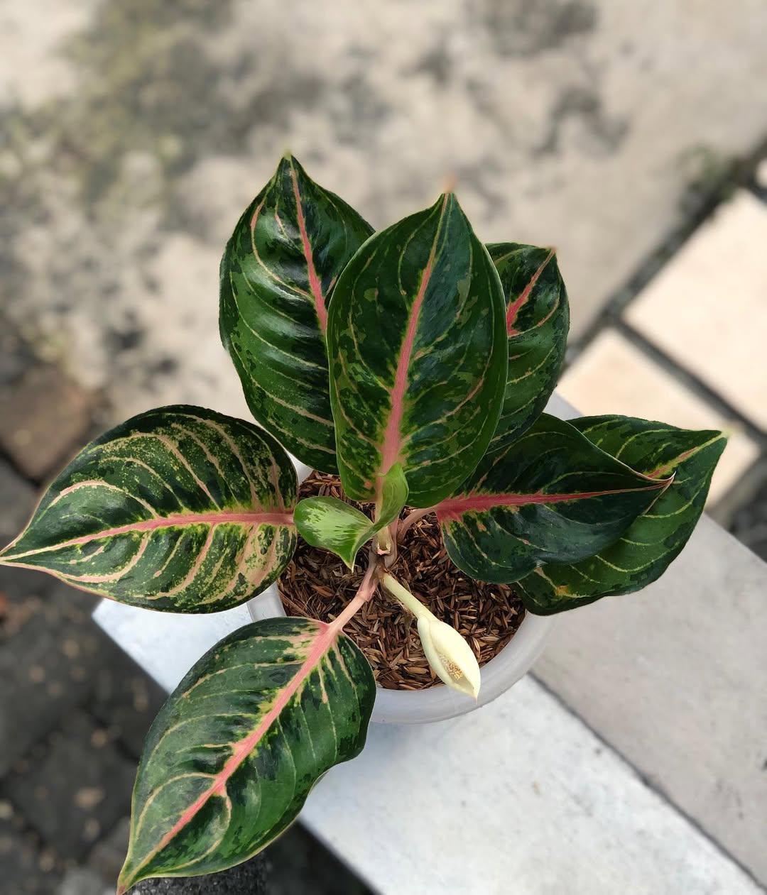 Aglaonema Green Javana , Perfect Leaves Beautiful Plant - Etsy