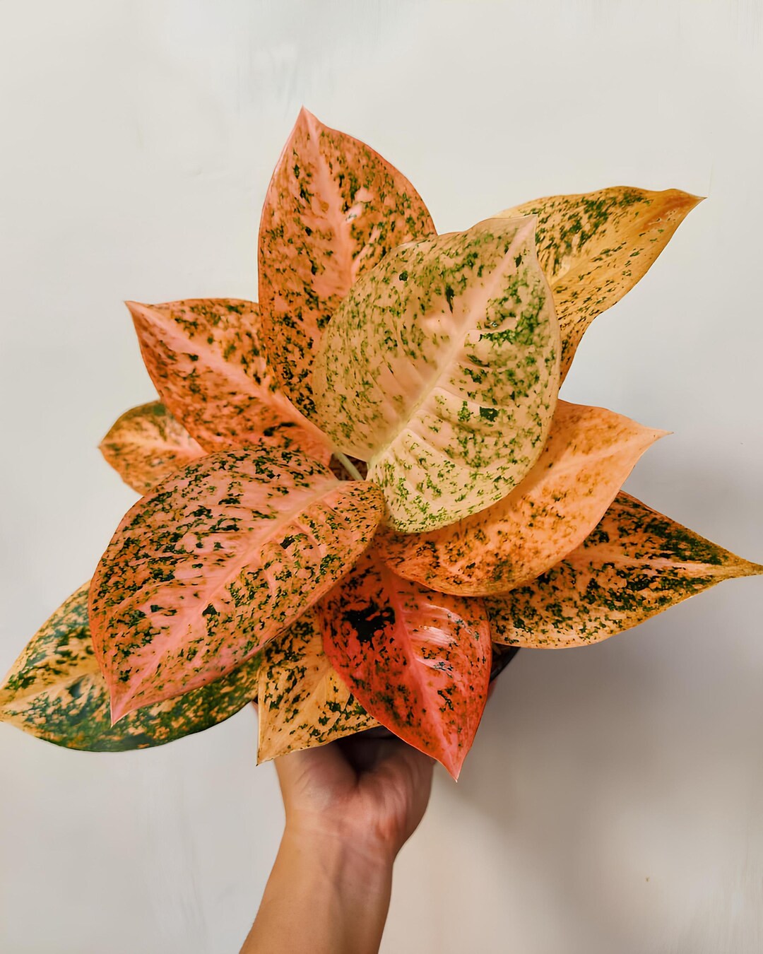 Aglaonema Stardust Orange, Perfect Leaves Beautiful Plant - Etsy