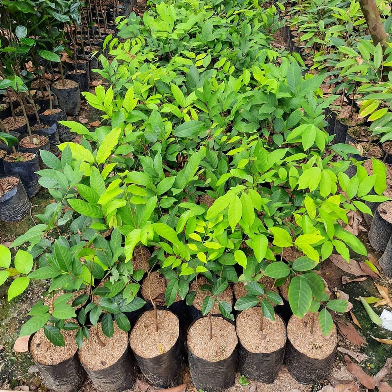 Grafted Rambutan Binjai Fruit Tree, Top Quality Fast Fruiting - Etsy