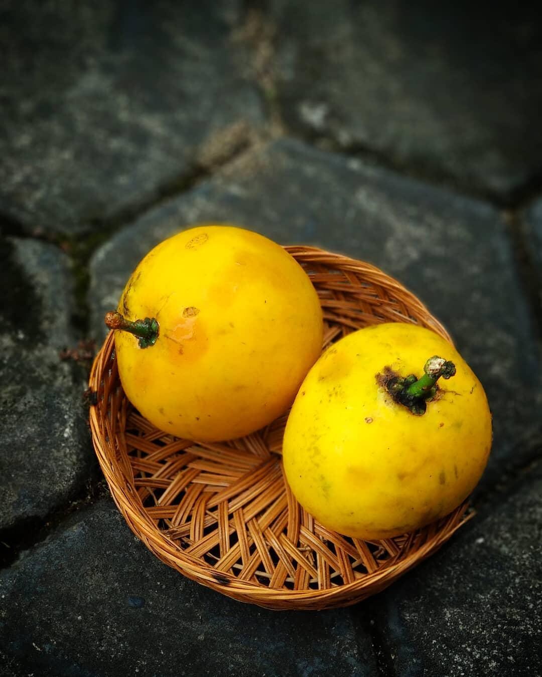 Grafted Mundu Fruit Tree, Top Quality Fast Fruiting - Etsy