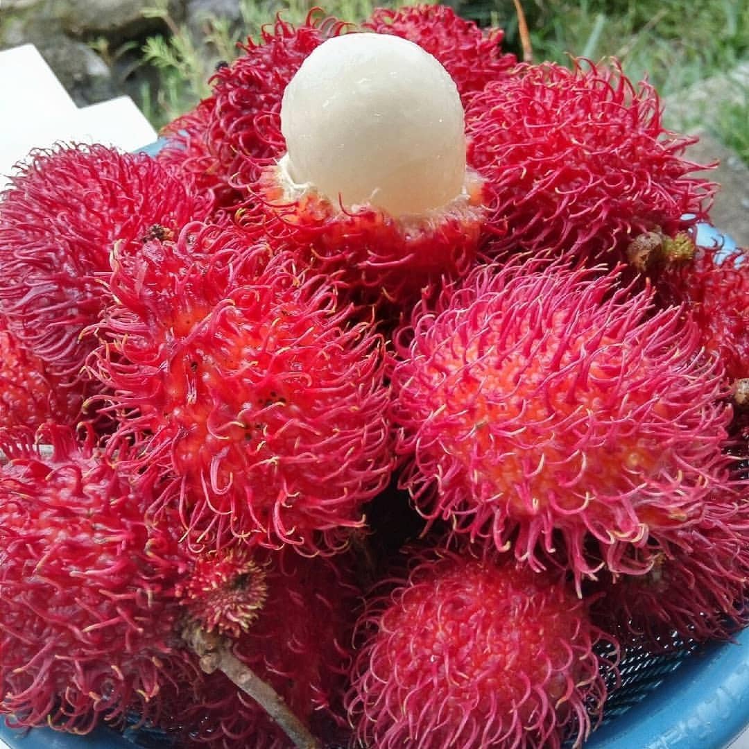 Grafted Garuda Rambutan Fruit Tree, Top Quality Fast Fruiting - Etsy