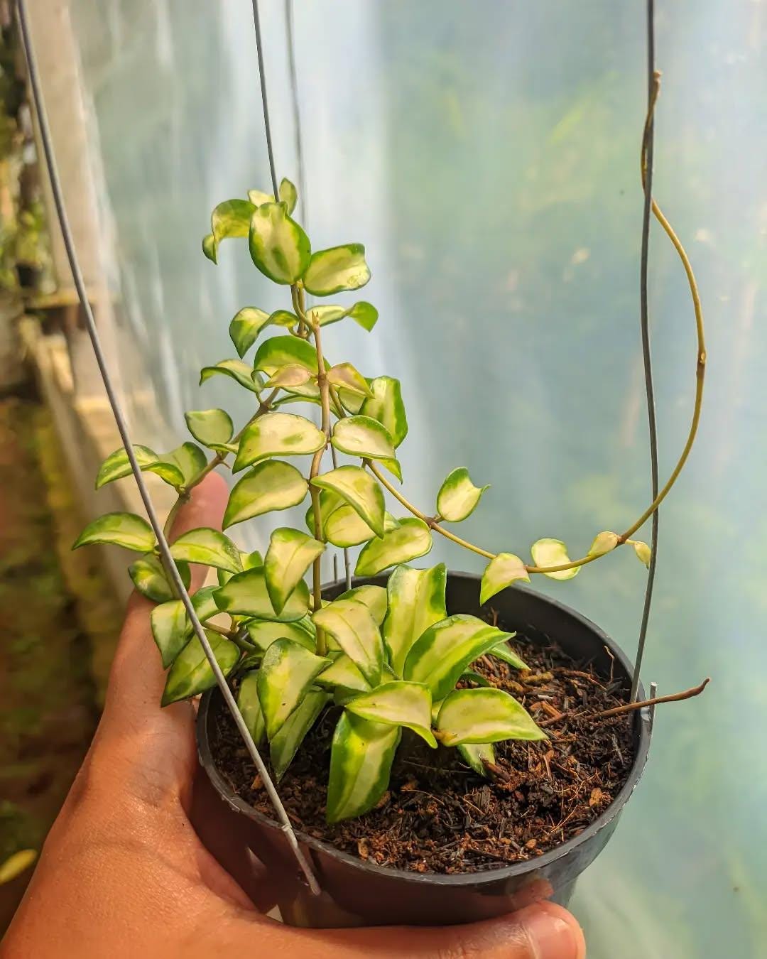 Hoya Lacunosa Tricolor Bruno Unique Leaves Best Plant - Etsy