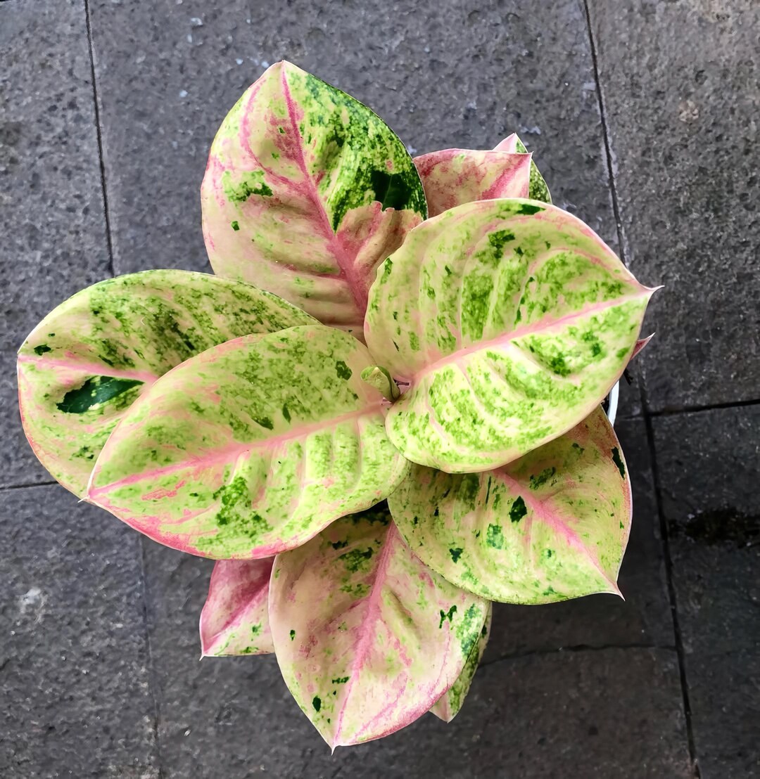 Aglaonema Emerald, Perfect Leaves Beautiful Plant - Etsy