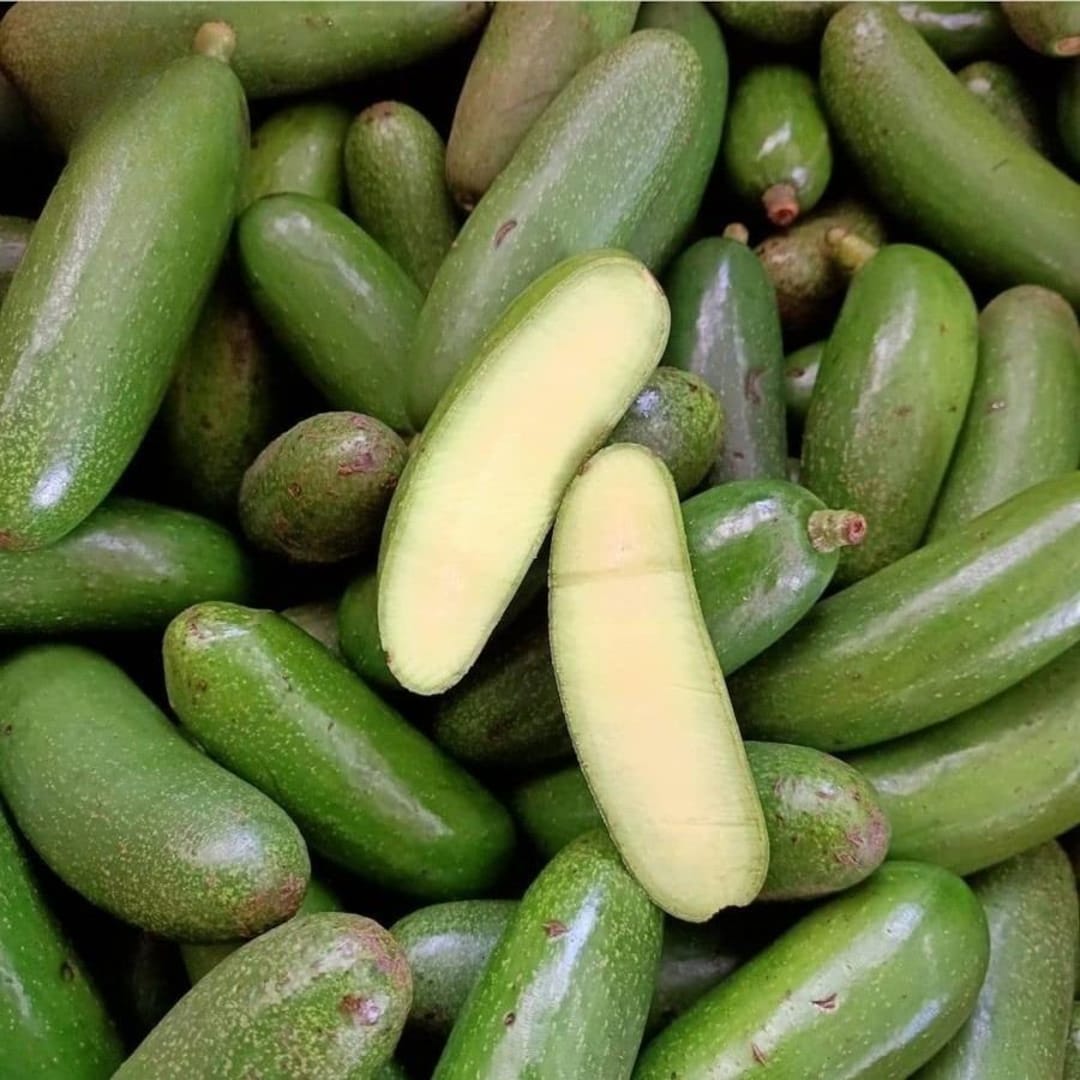 Grafted Long Seedless Avocado Fruit Tree, Top Quality Fast Fruiting - Etsy