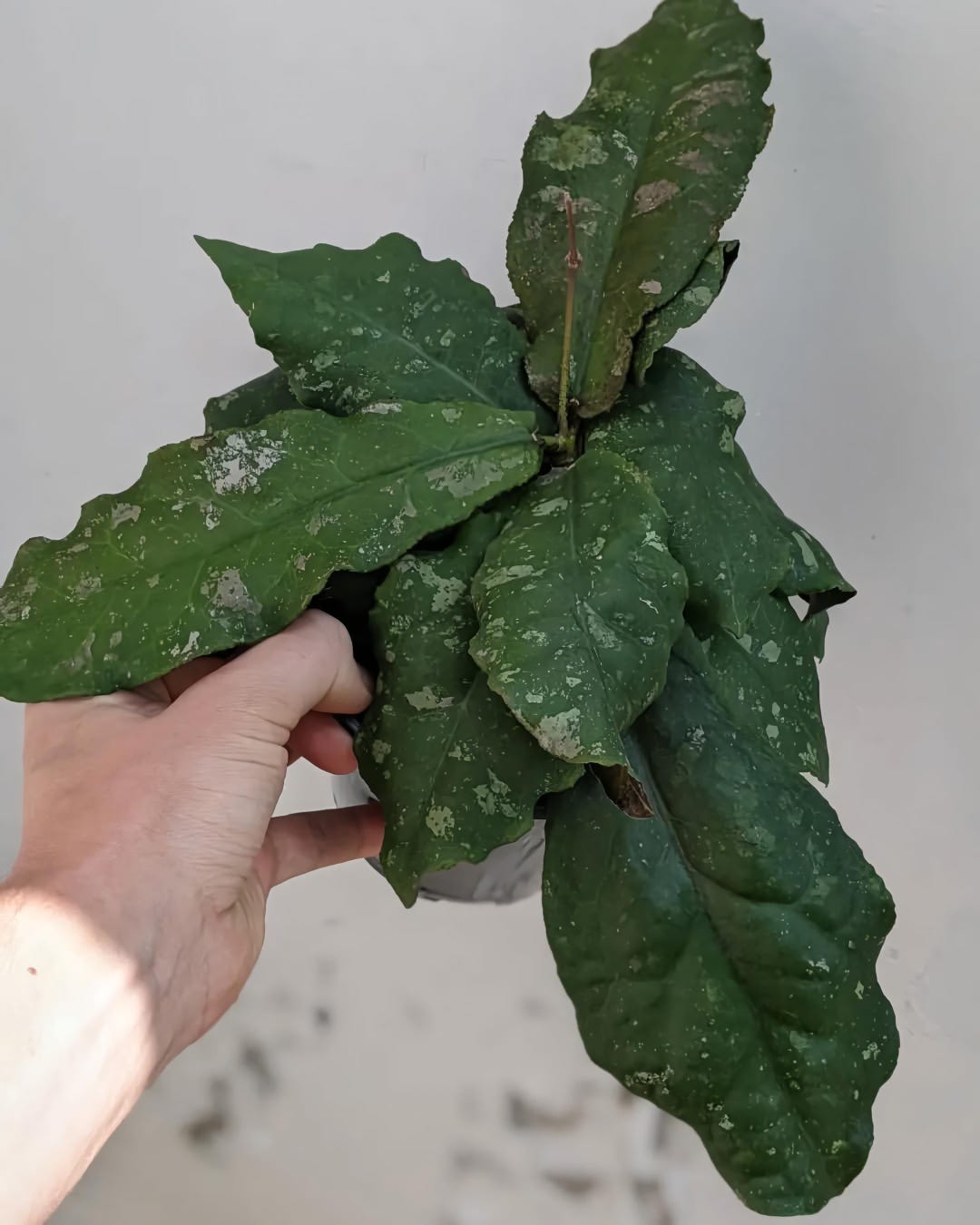 Hoya Undulata Green Unique Leaves Best Plant - Etsy