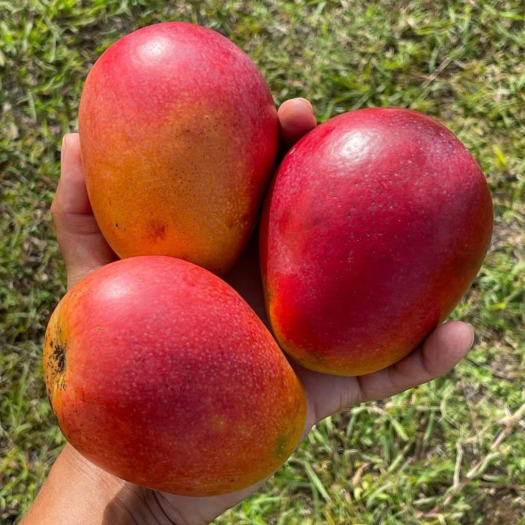 Grafted Mango Irwin Fruit Tree, Top Quality Fast Fruiting - Etsy