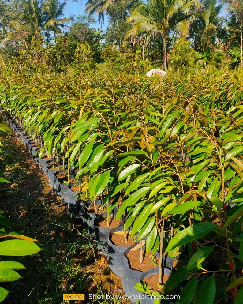 Grafted Super Copper Durian Fruit Tree, Top Quality Fast Fruiting - Etsy