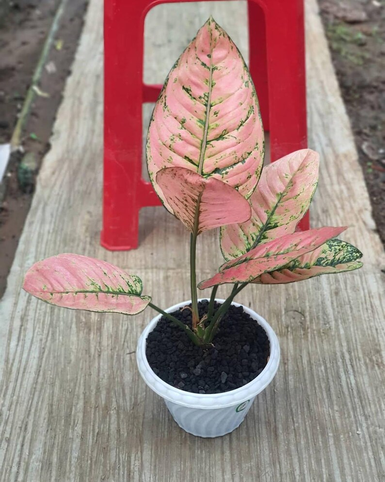 Aglaonema Ruby Fanta, Perfect Leaves Beautiful Plant - Etsy Australia