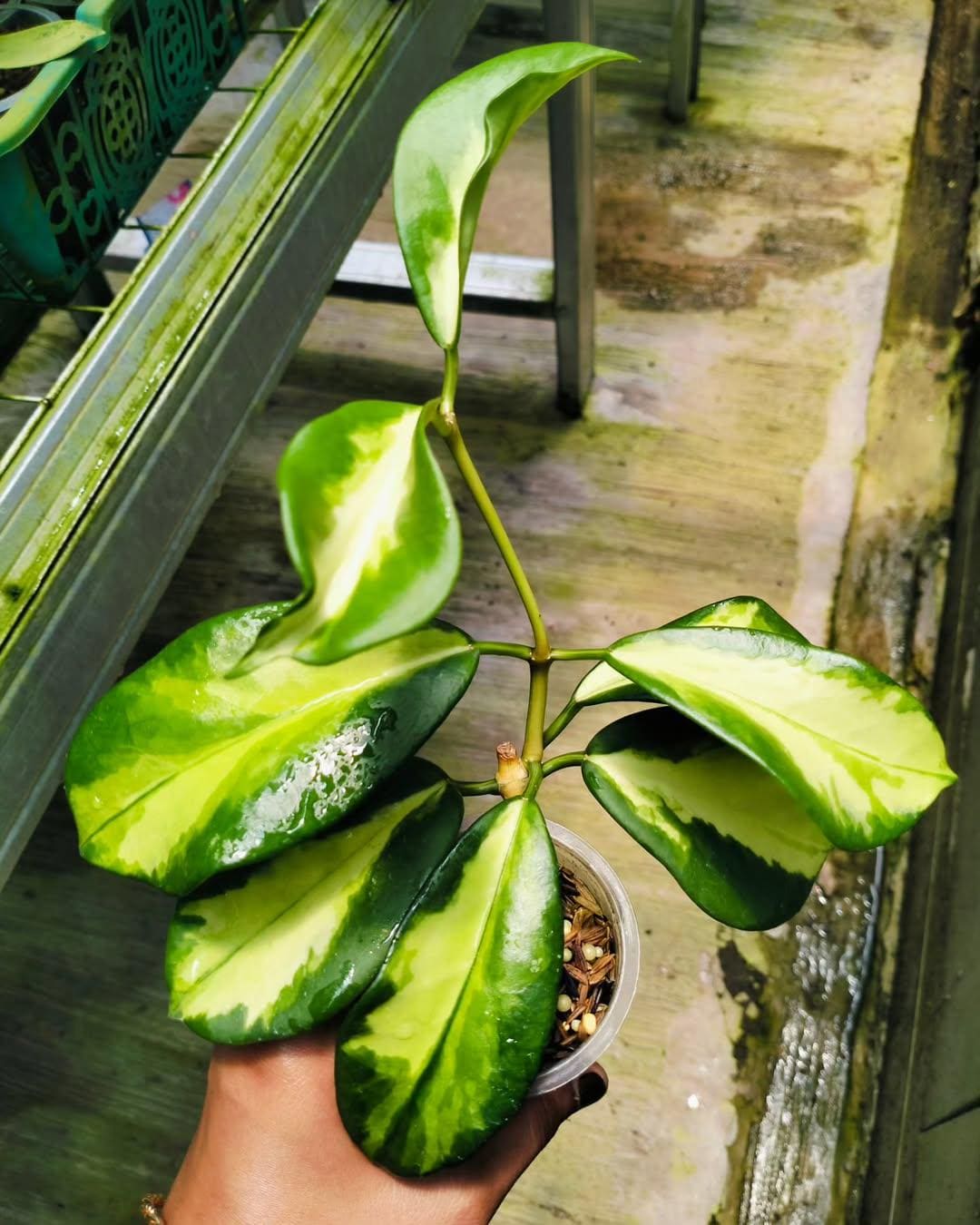 Hoya Diversifolia Maharani Unique Leaves Best Plant - Etsy
