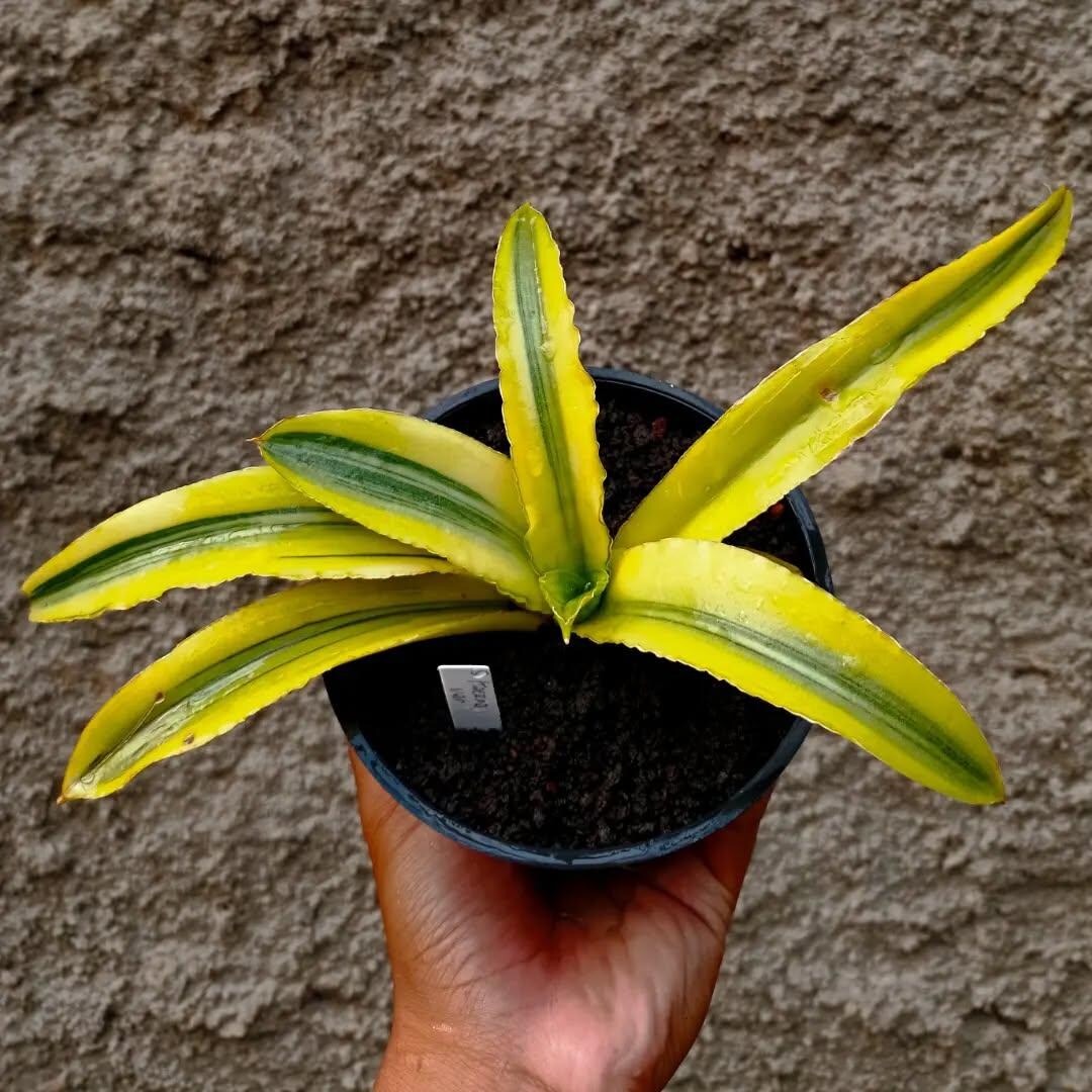 Sansevieria Ehrenbergii Katana, Top Quality Unique Plants - Etsy