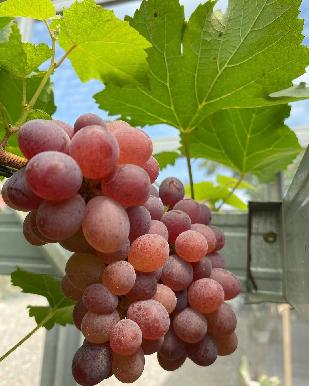 Grafted Jupiter Grapes Fruit Tree, Top Quality Fast Fruiting - Etsy
