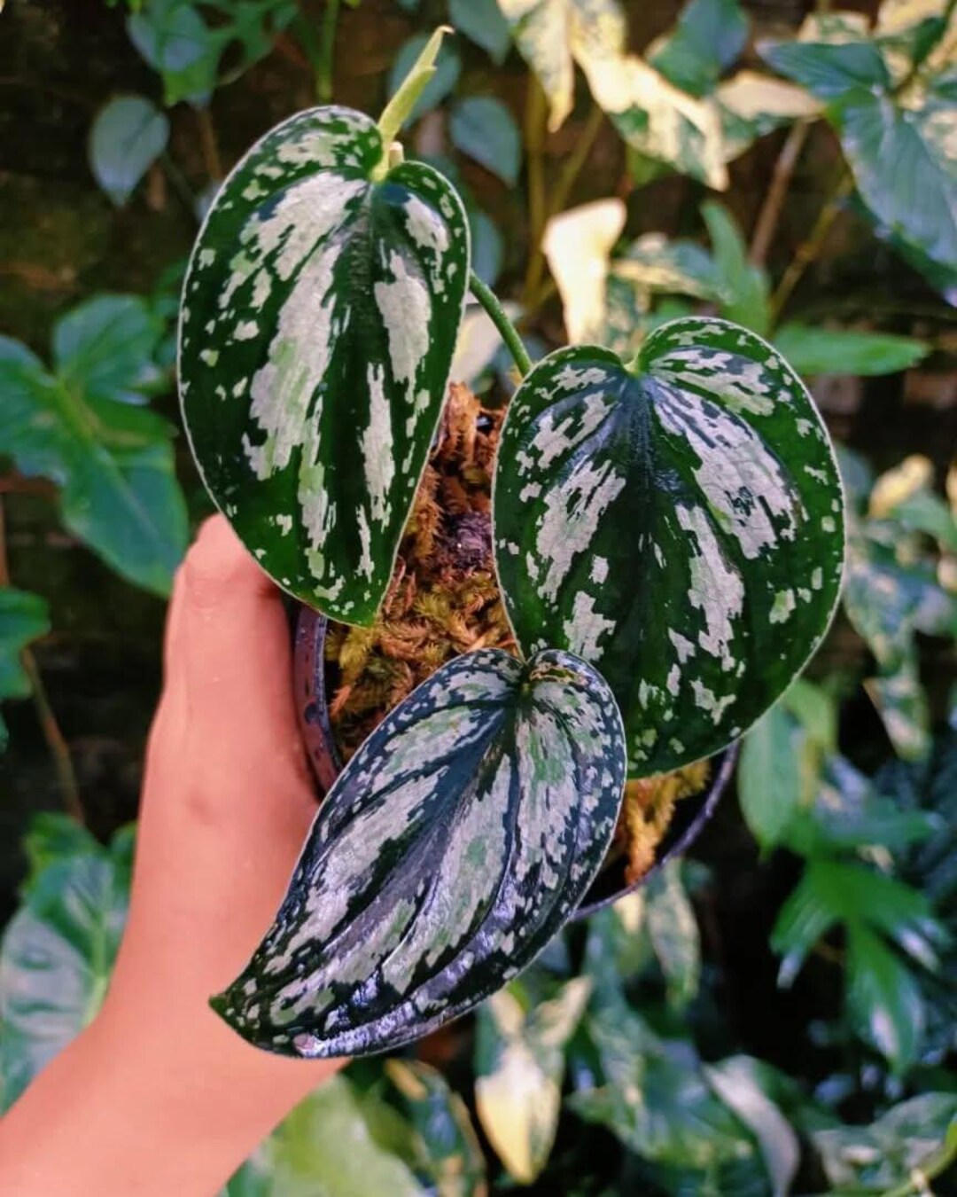 Scindapsus Tricolor , Healthy and Beautiful - Etsy