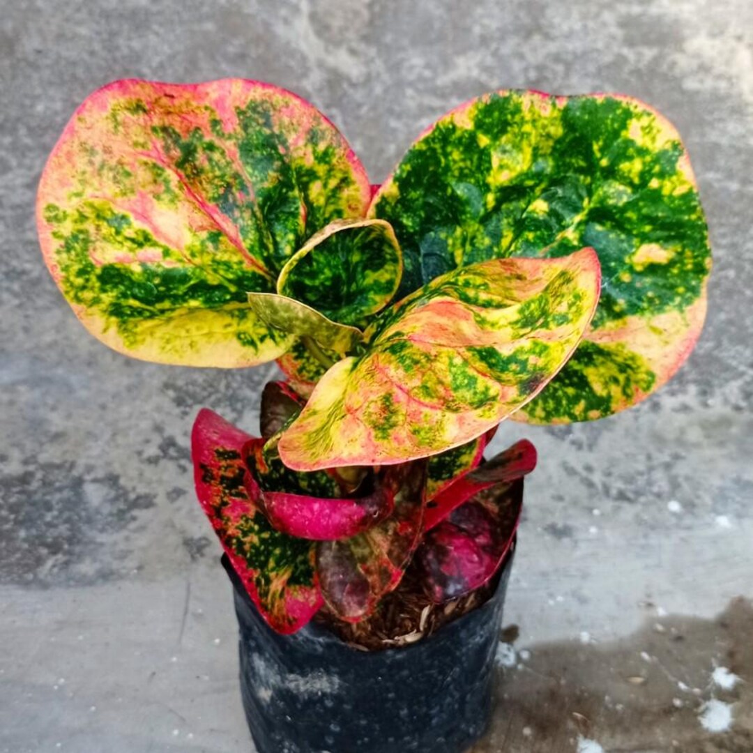 Codiaeum Variegatum Croton Apple Ruby High Quality - Etsy