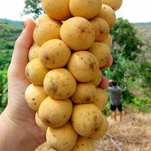 Grafted Langsat Lokong No Seed Fruit Tree, Top Quality Fast Fruiting ...