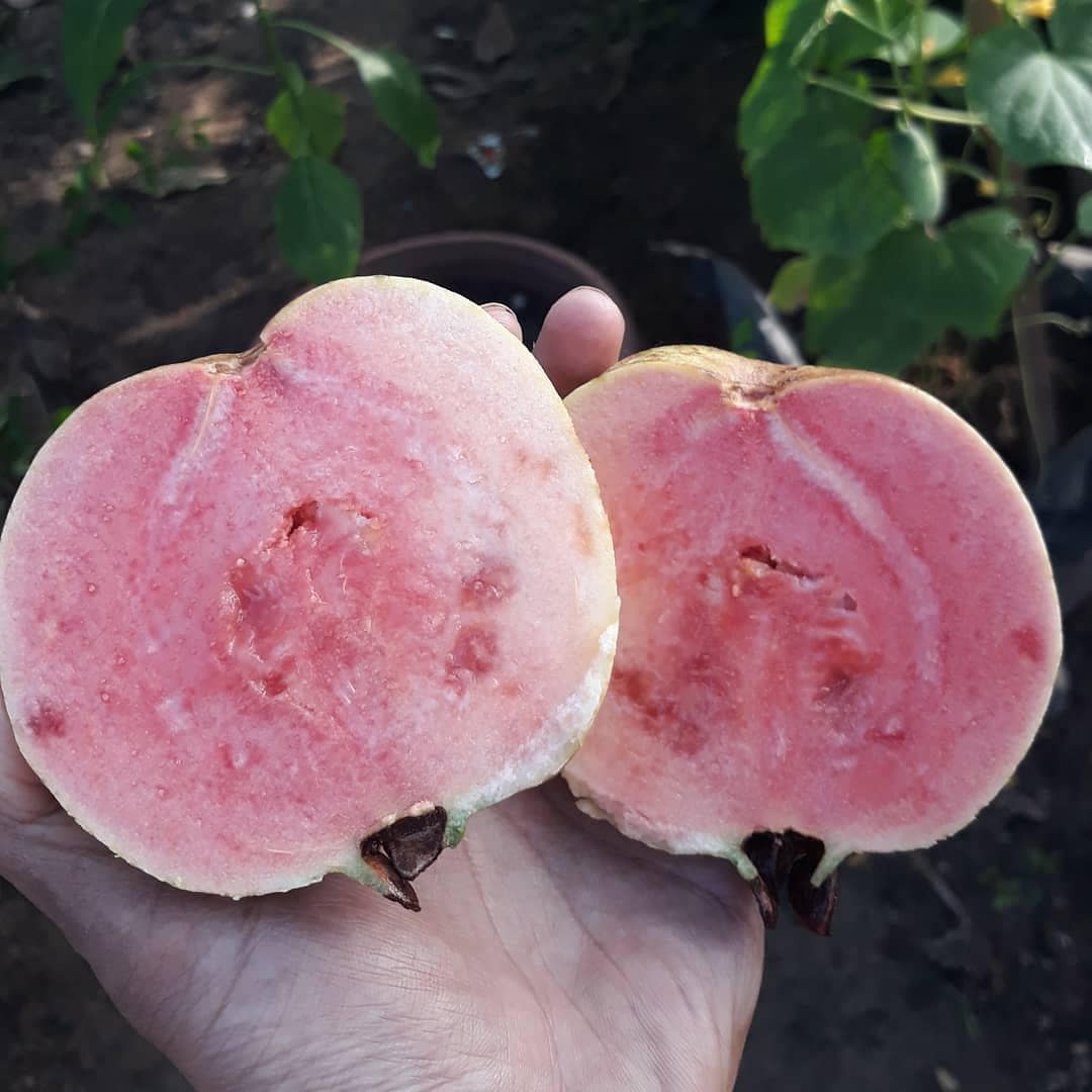 Grafted Red Crystal Guava Seedless Fruit Tree, Top Quality Fast ...