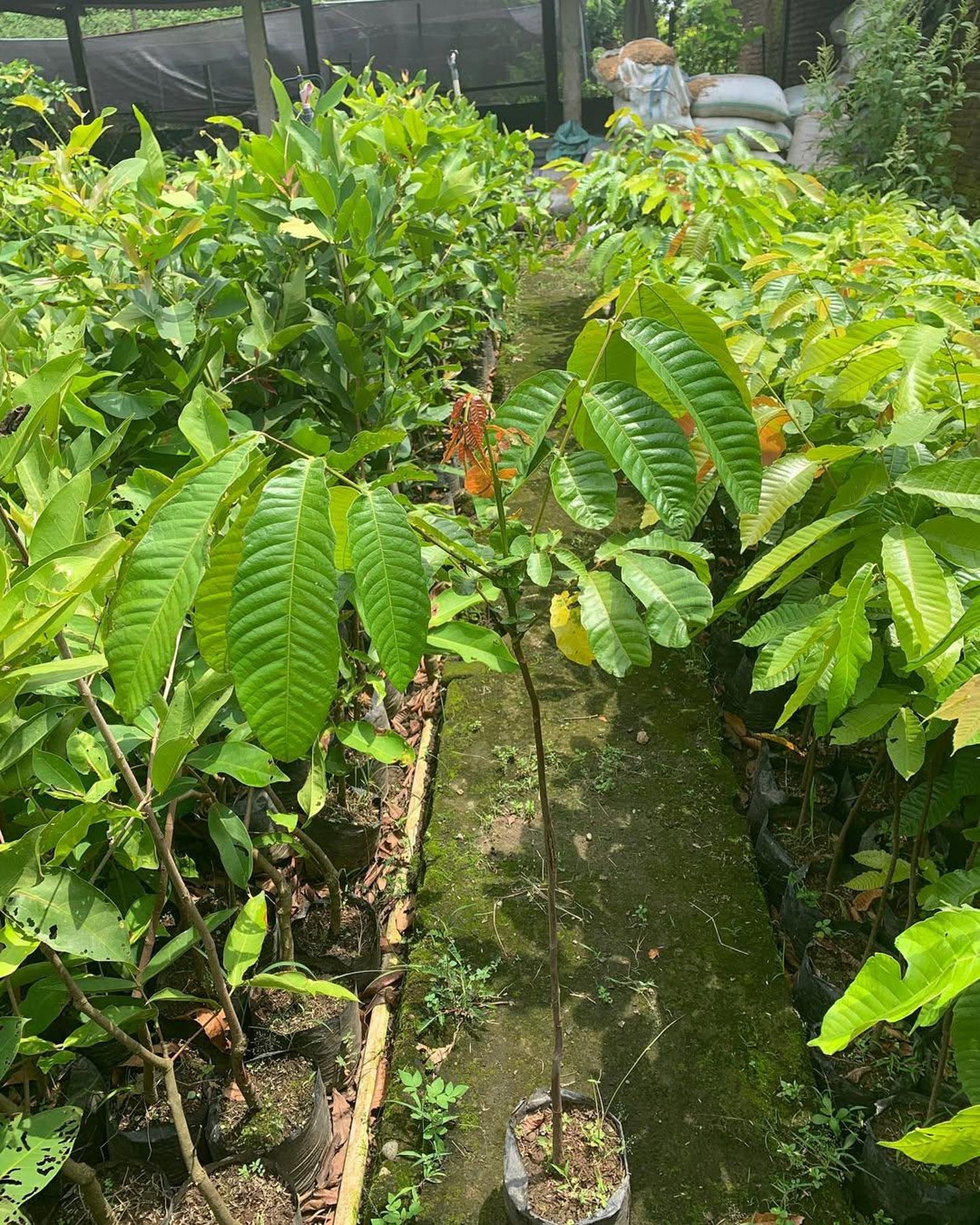 Grafted Matoa Pometiana Pinnata Fruit Tree, Top Quality Fast Fruiting ...