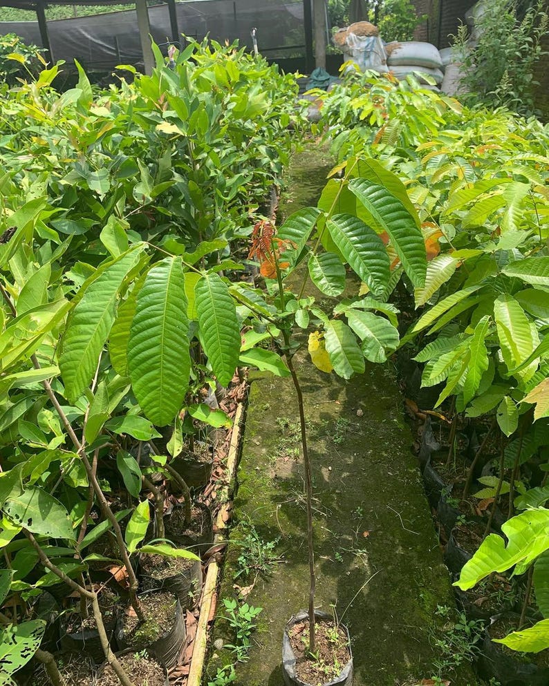 Grafted Matoa Pometiana Pinnata Fruit Tree, Top Quality Fast Fruiting ...