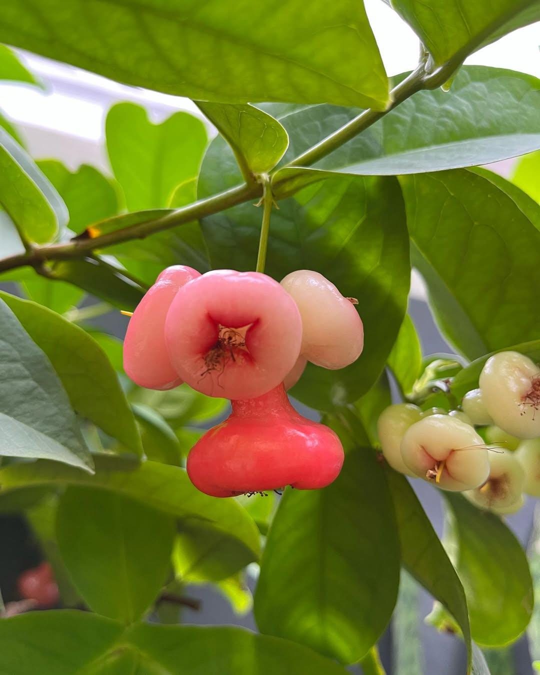 Grafted Water Apple Button Fruit Tree, Top Quality Fast Fruiting - Etsy