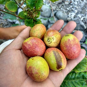 Grafted Matoa Pometiana Pinnata Fruit Tree, Top Quality Fast Fruiting ...