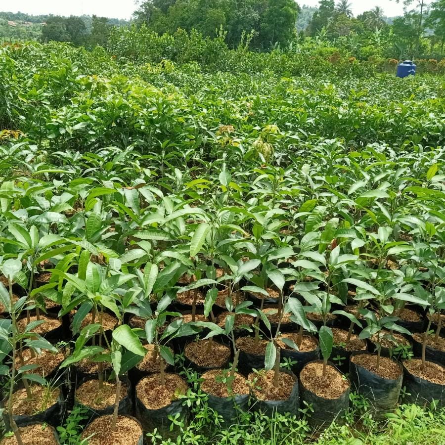 Grafted Mango Lali Jiwo Fruit Tree, Top Quality Fast Fruiting - Etsy
