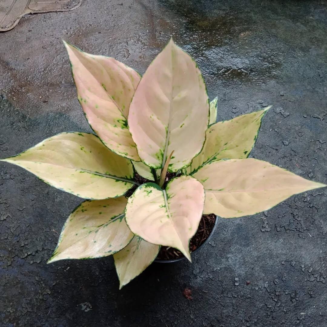 Aglaonema Komkom Orange, Perfect Leaves Beautiful Plant - Etsy