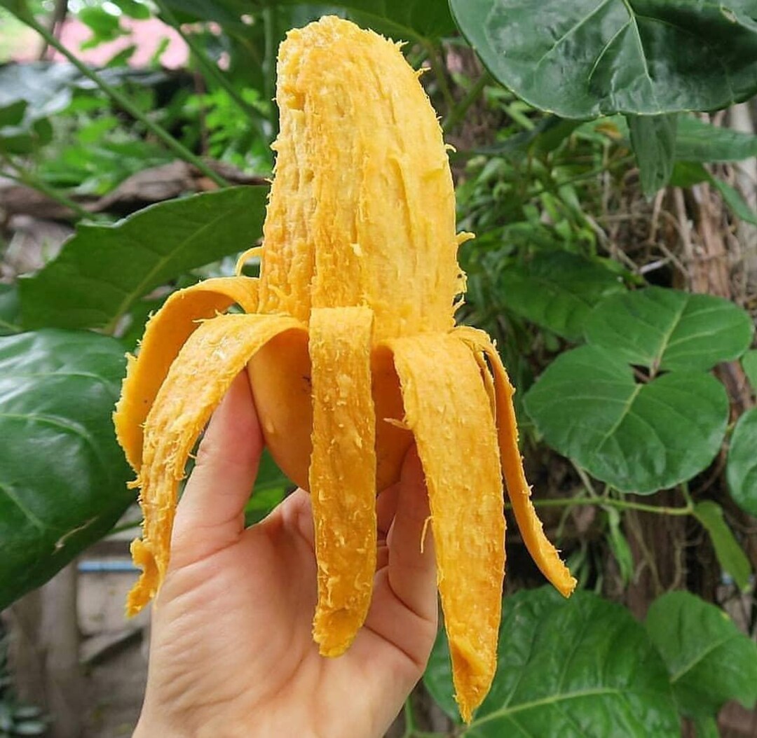 Grafted Chokanan Mango Fruit Tree, Top Quality Fast Fruiting - Etsy