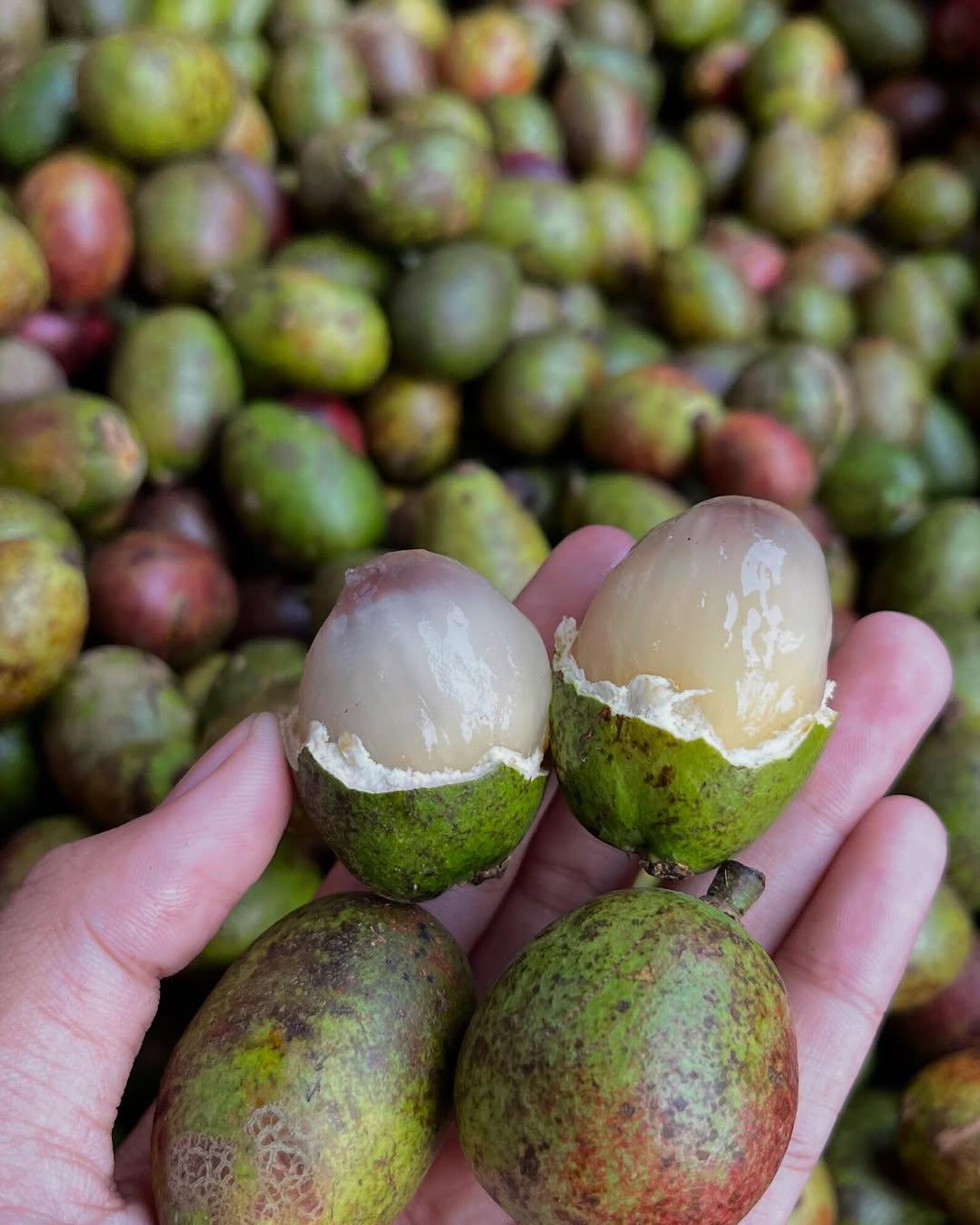 Grafted Matoa Pometiana Pinnata Fruit Tree, Top Quality Fast Fruiting ...