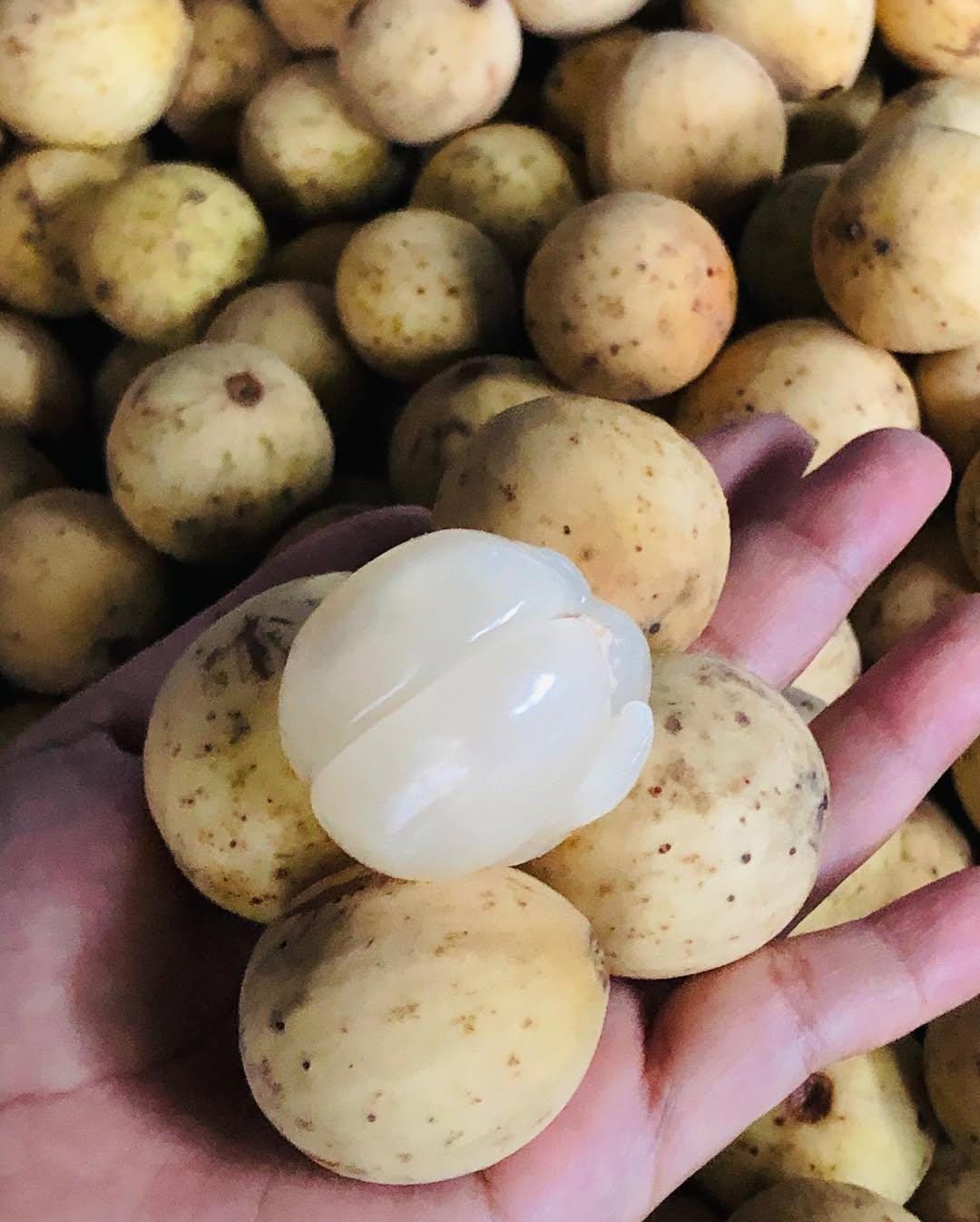 Grafted Langsat Matesih Fruit Tree, Top Quality Fast Fruiting - Etsy