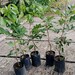Grafted Rambutan Binjai Fruit Tree, Top Quality Fast Fruiting - Etsy