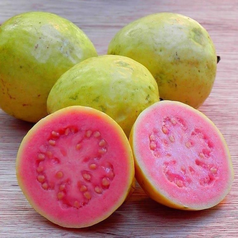 Grafted Getas Red Guava Fruit Tree, Top Quality Fast Fruiting - Etsy