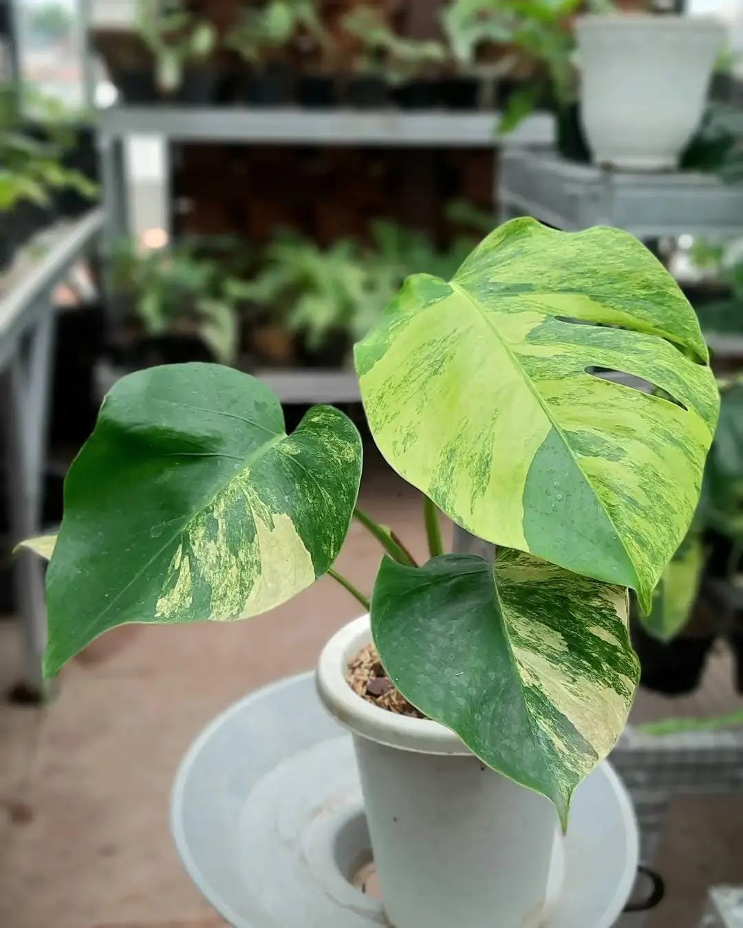 Monstera Marmorata Variegated 3 Leaf, Perfect Variegated Monstera ...