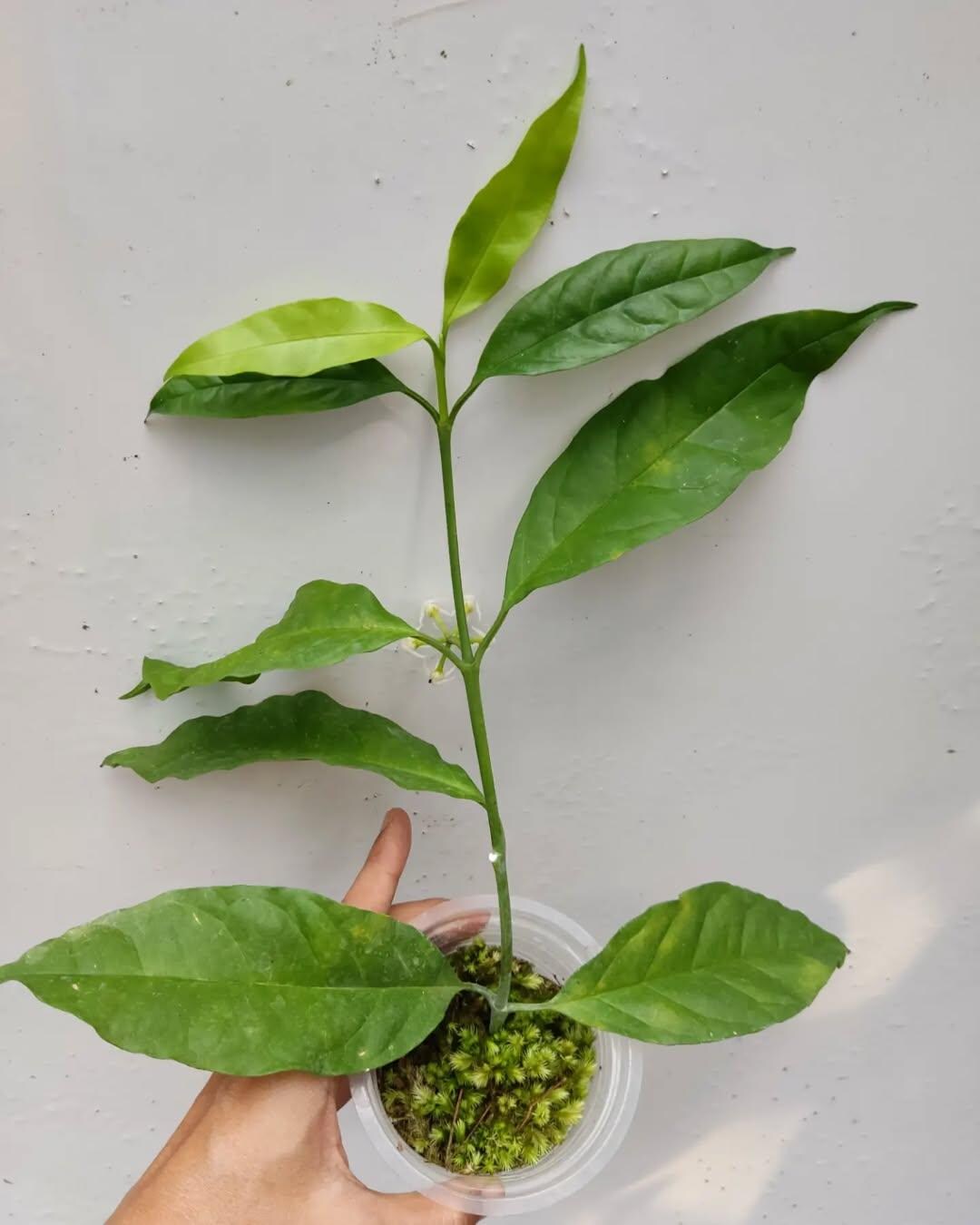 Hoya Solokensis Unique Leaves Best Plant - Etsy