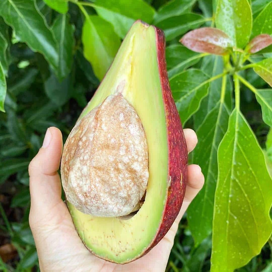 Grafted Vietnamese Red Avocado Fruit Tree, Top Quality Fast Fruiting - Etsy